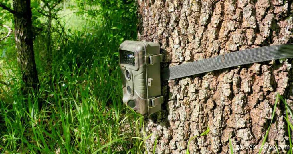 Deer Camera Placement | Tips for Beginner Hunters
